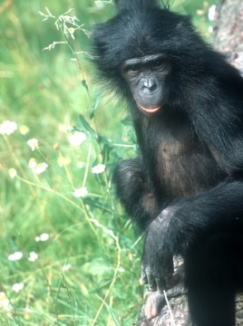 Scientists Unravel 'Hippie Chimp' Genome